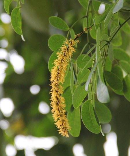 Urban Forest: Flowers and Fruits at MacRitchie